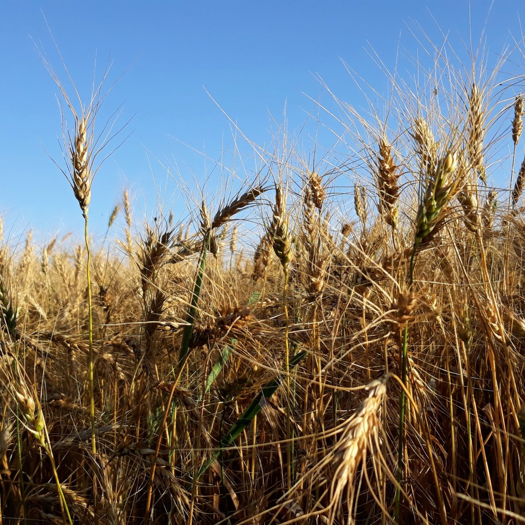 Contact Us - Little Earth Project